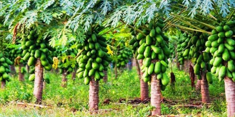 Manfaat Hebat Daun, Kulit, Akar dari Buah Pepaya • KlikSehat